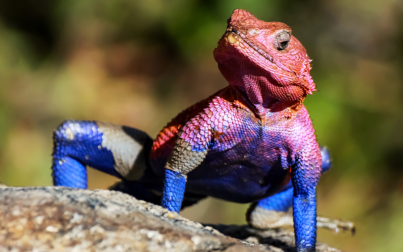 Adapter Pattern | DevLead.io